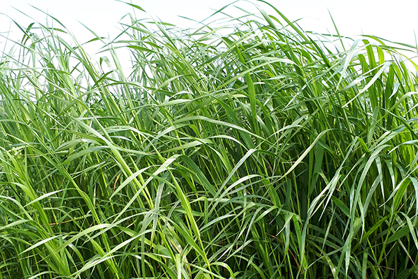 Ray-Grass Hybrides